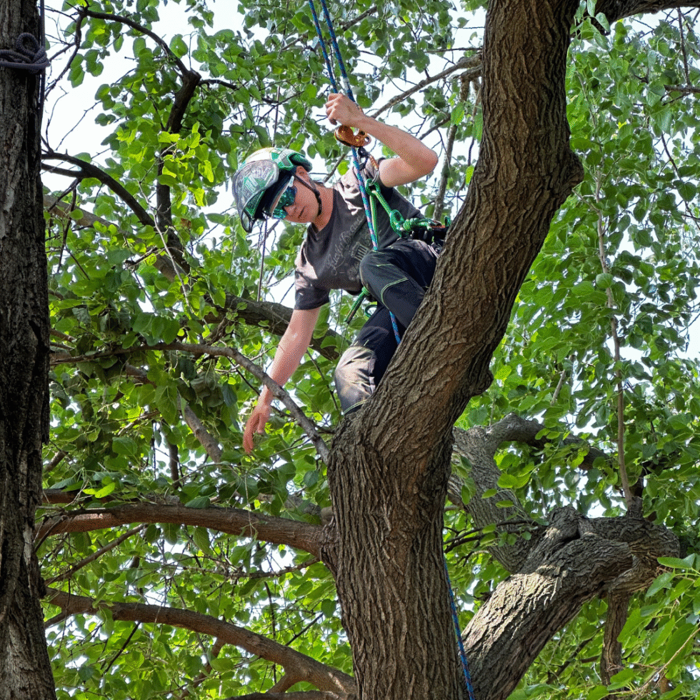 Tulsa Tree Care: Expert Tree Health, Removal, Pruning & More