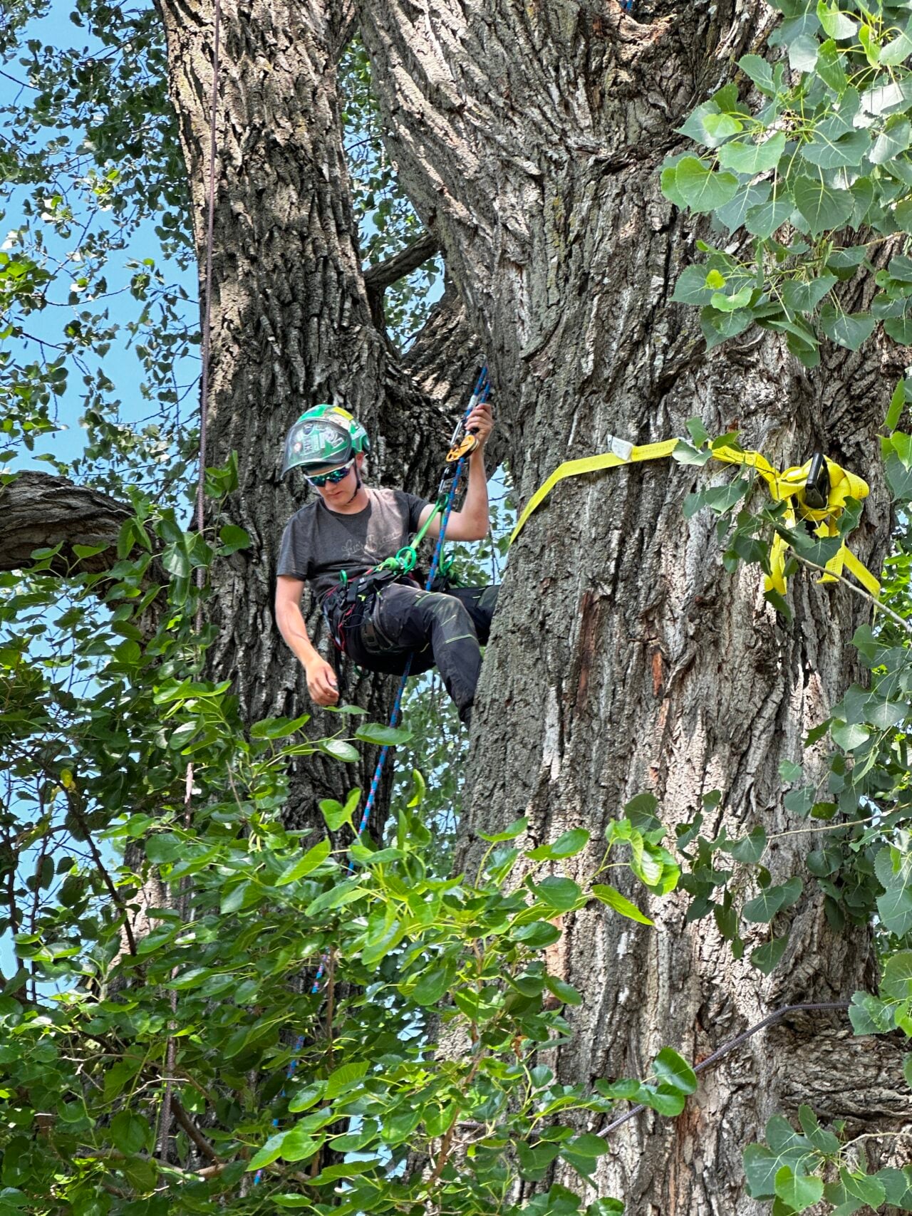 Is Davis Family Arbor the Best Choice for Tree Removal Near Me in Tulsa ...